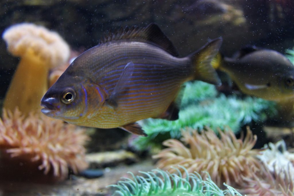 Sciences : Comment les poissons respirent-ils ? | Eurêkoi